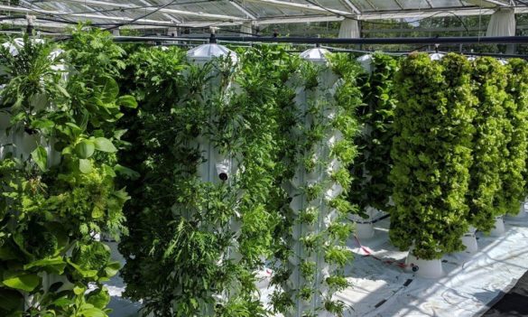 Hydroponic Tower Garden for Fresh Home Growing - My Blog
